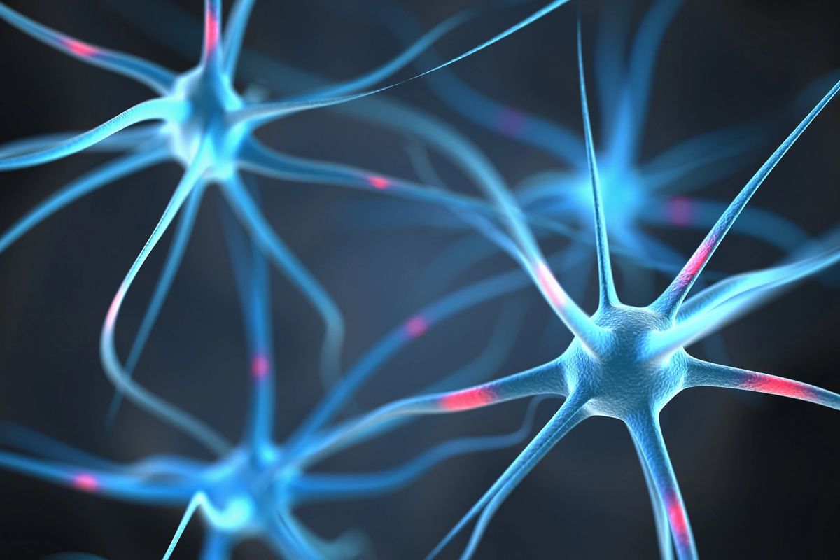 Executive Function Assessment 0575