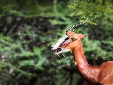 Seven Sisters Ranch - Exotic Deer, Breeding for Quality Genetics ...