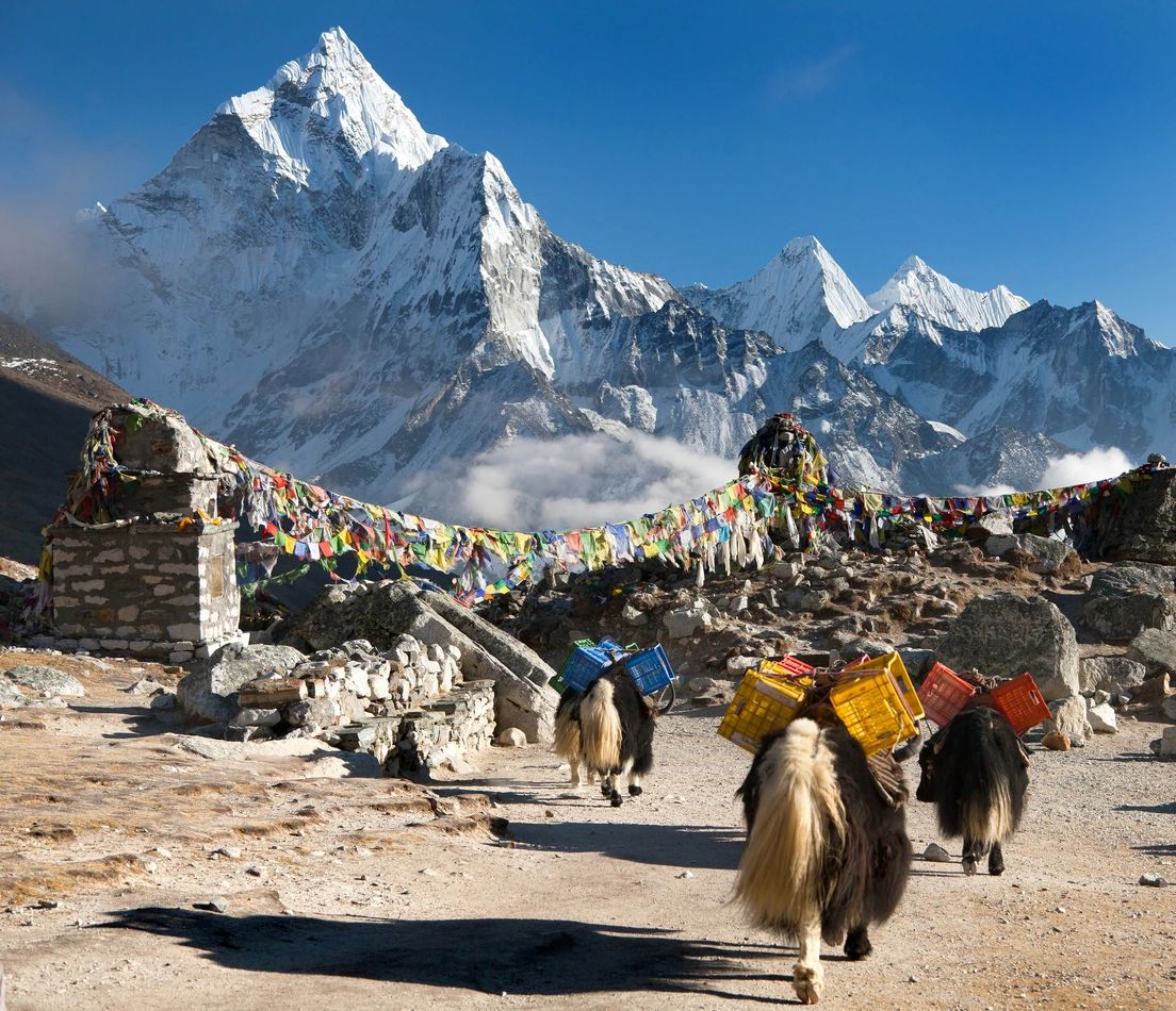 Tibetan Immigrants