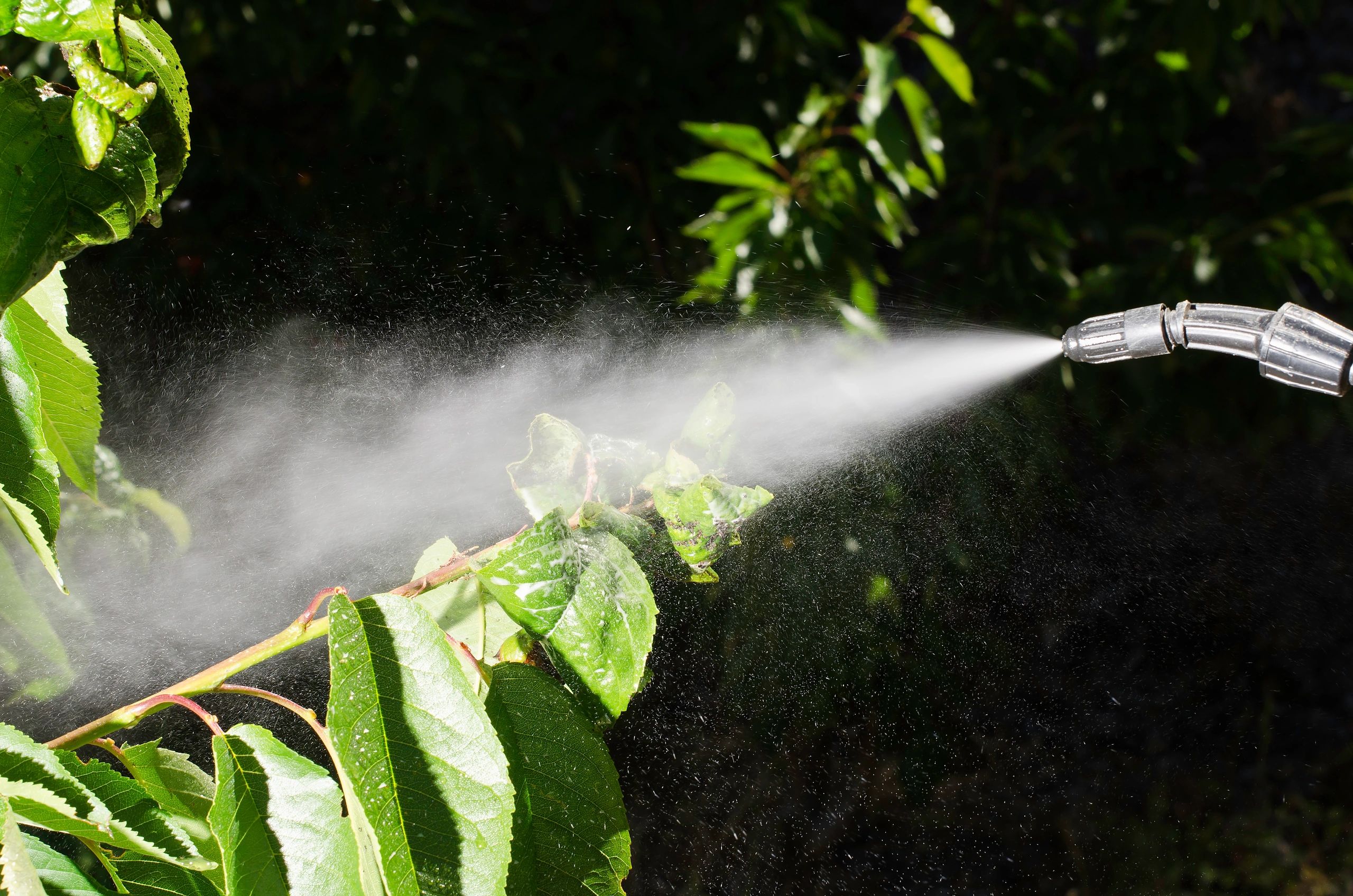 Mosquito Doctors & Disfecting services Of Atlanta