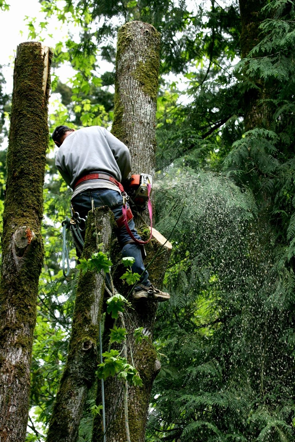 S & D Tree Service LLC