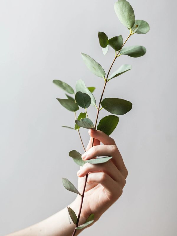 Jennifer Humphries LMHC / Life Coach