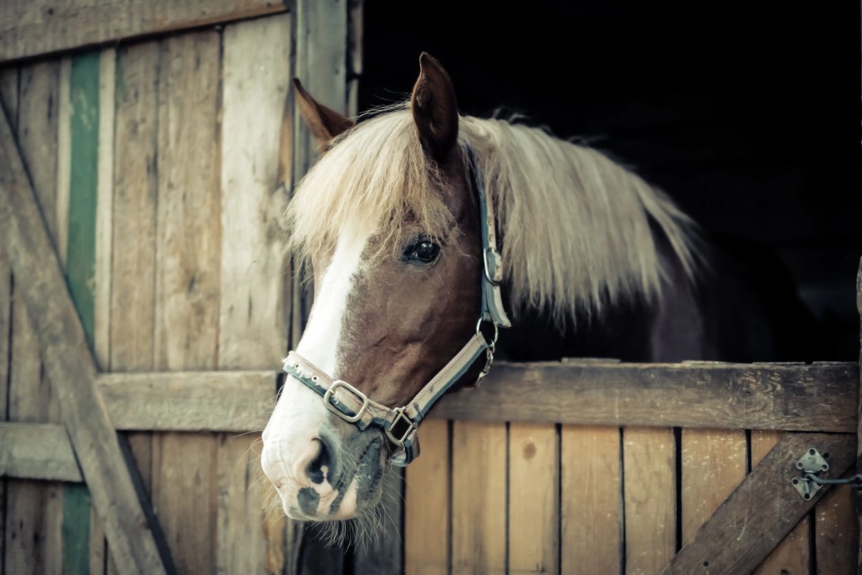 Sunset Riding Stables - Horse Boarding - Spring Hill, Florida
