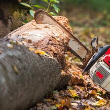 Olson Tree Service inc. - Tree Service, Tree Removal Service